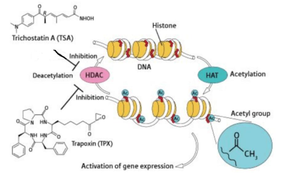 Part I: Basic Knowledge of Quantitative Analysis of Protein Acetylation ...