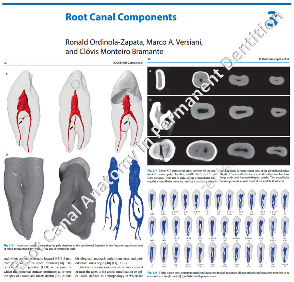 The Root Canal Anatomy Project: 2018