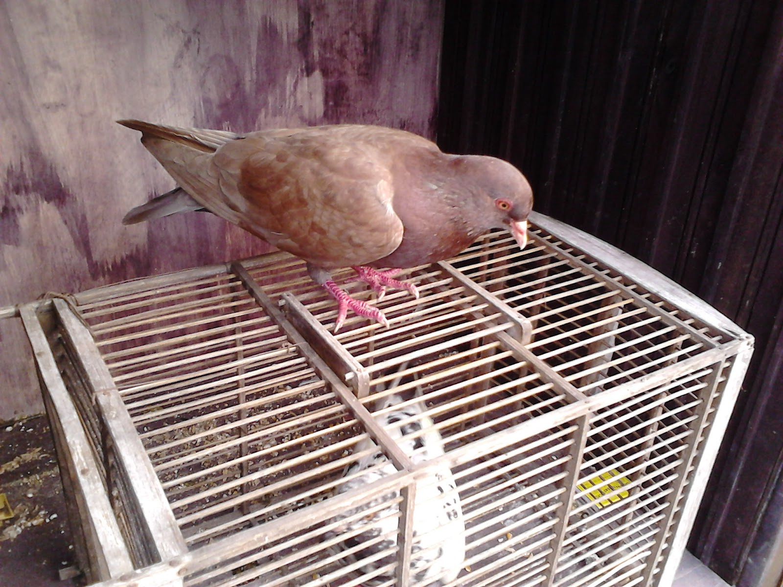 TIPS PERAWATAN MERPATI: Memilih Merpati Tinggi