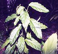 KESIHATAN MENGGUNAKAN HERBA TEMPATAN: KHASIAT AKAR TARUM