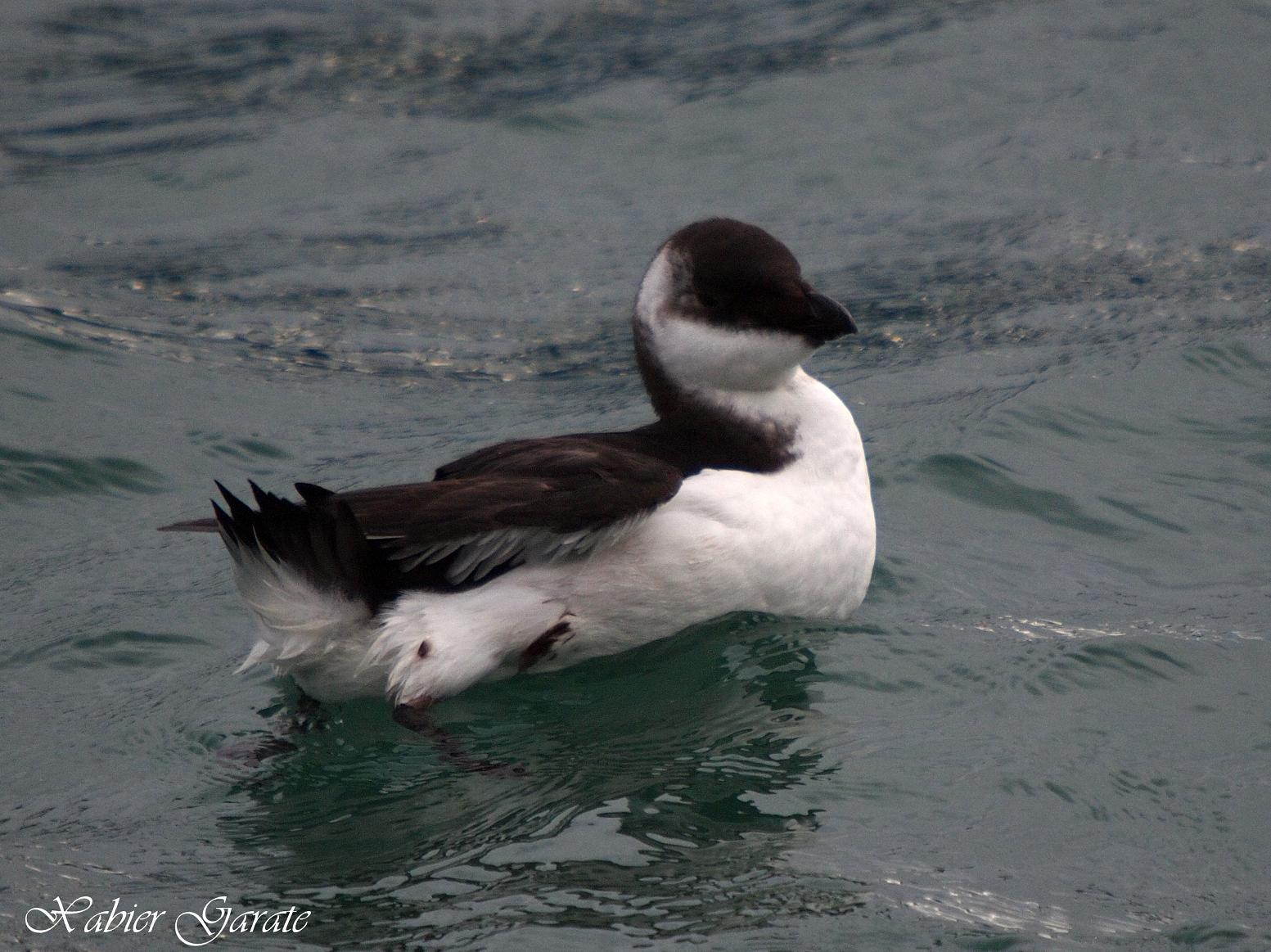 HEGAZTIKLIK: ALCA (Alca torda)
