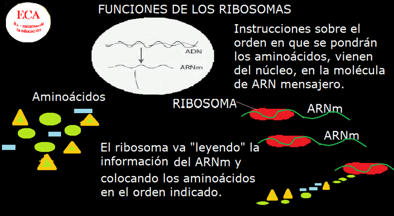 Ribosomas Que Es