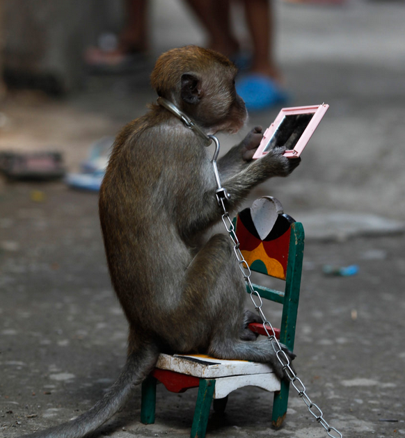 cryptonaut-in-exile: Beautiful/depressing photos of monkeys in chains ...