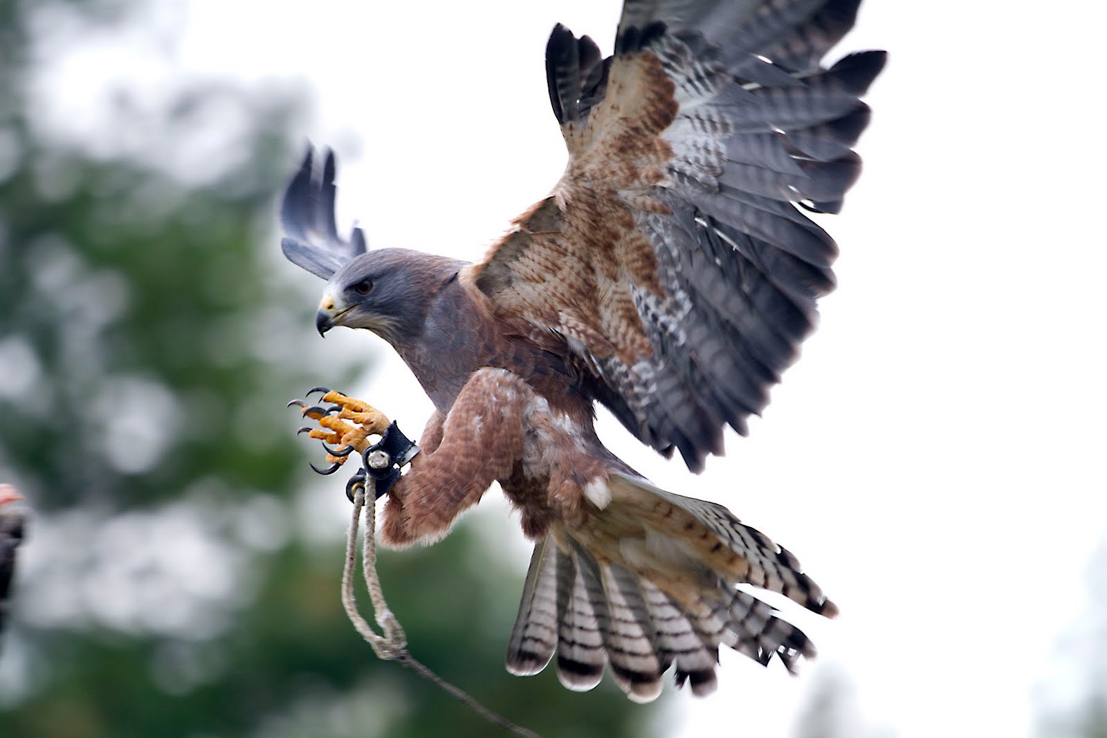 Ann Brokelman Photography: Swainson Hawk, Western Red-Tailed Hawk at ...