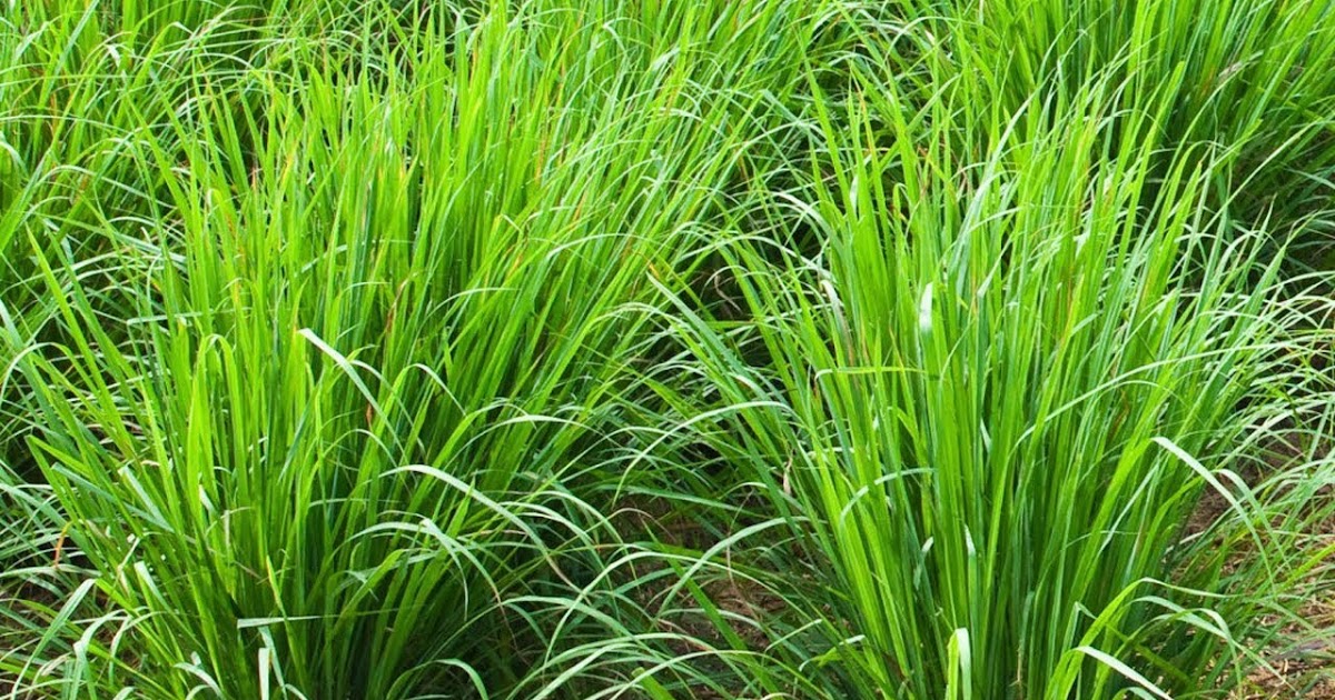 Para que serve o Capim-Santo?