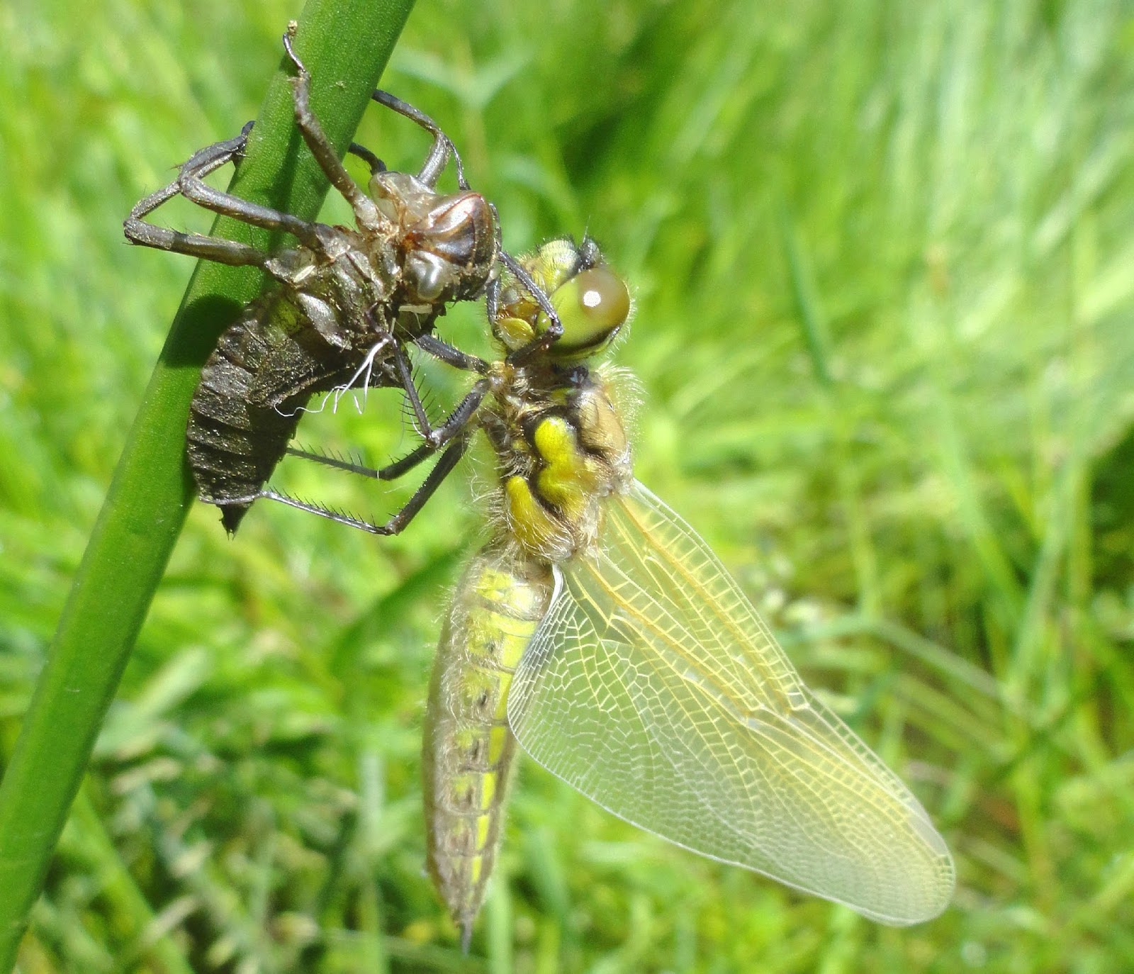 Weert en natuur: Uitsluipen van een libel