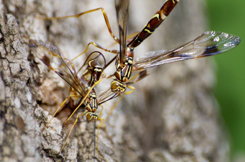 The Giant Ichneumon Wasp – Stump Stabber Extraordinaire | The Ark In Space
