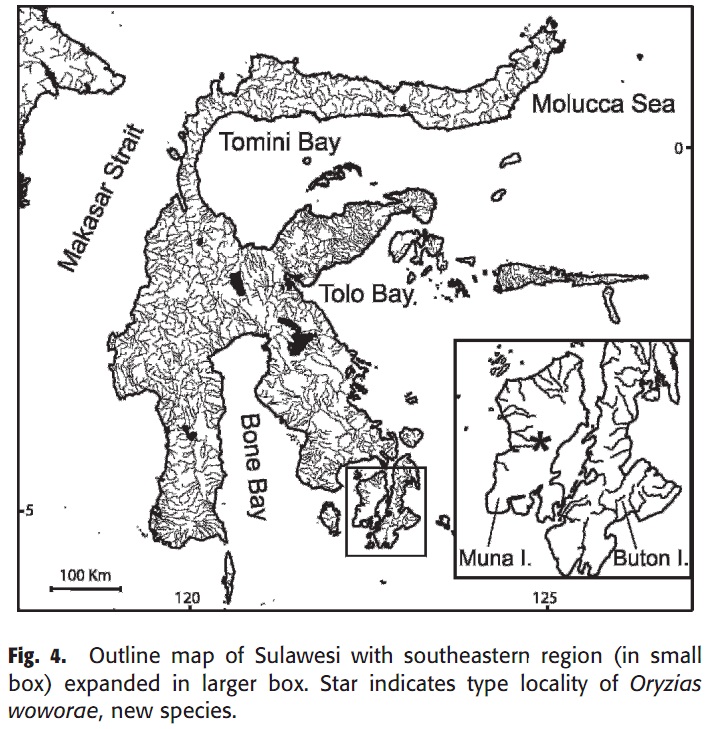 Species New to Science: [Ichthyology • 2011] Oryzias woworae ...