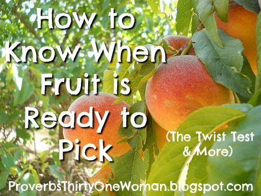 How to Know When Fruit is Ready to Pick (The Twist Test & More ...
