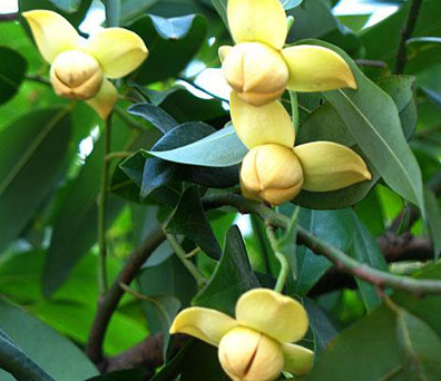 VISITEUSSOON: ROMDOUL FLOWER.