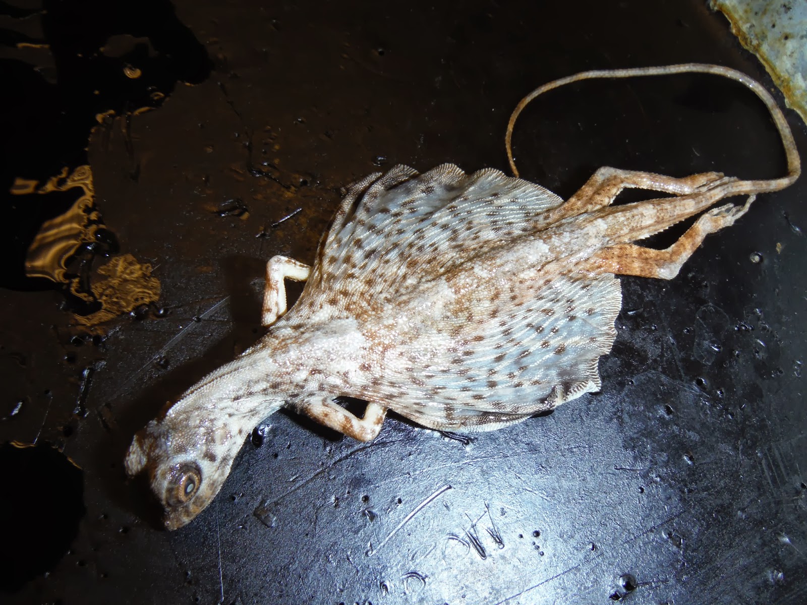 Biology of the Reptilia: Laboratory 6: Lepidosauria (Sphenodontida and ...