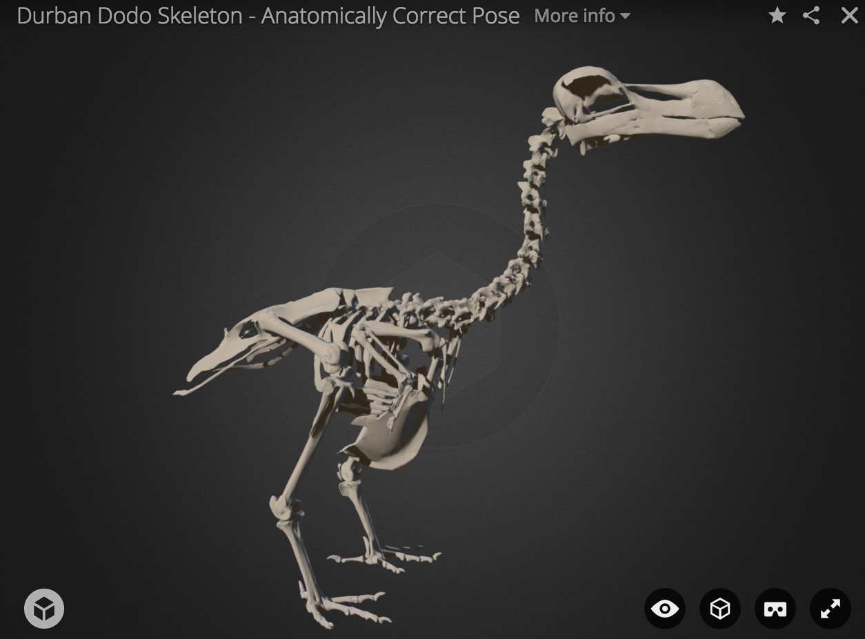 WeBlog Aragosaurus: Reconstruccion 3D del Dodo