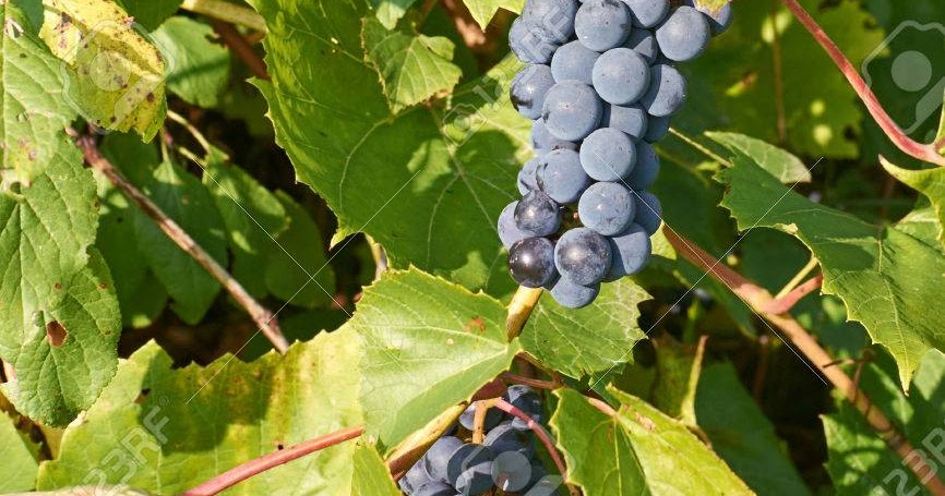 Vitis labrusca «uva chinche» - Id Plantae