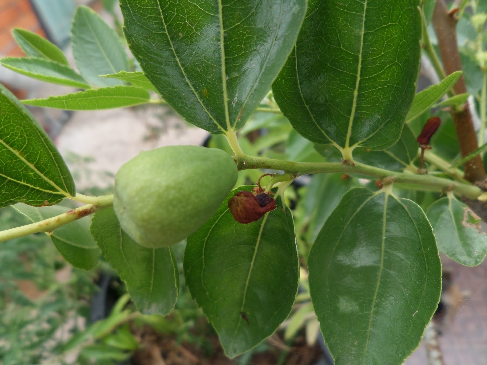 El Jardí de les espècies: Ziziphus jujuba. Ginjoler