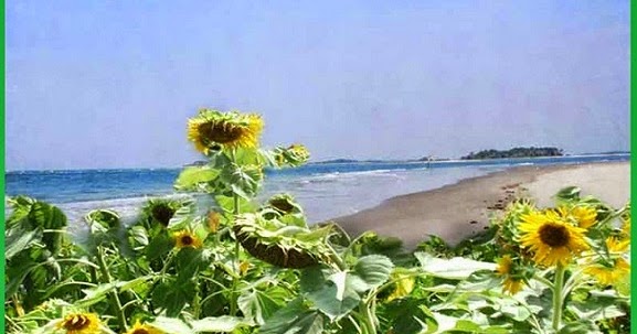 Briç Oyunu: Forsing Sanzatu