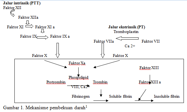 Medical blogger: Hemostasis
