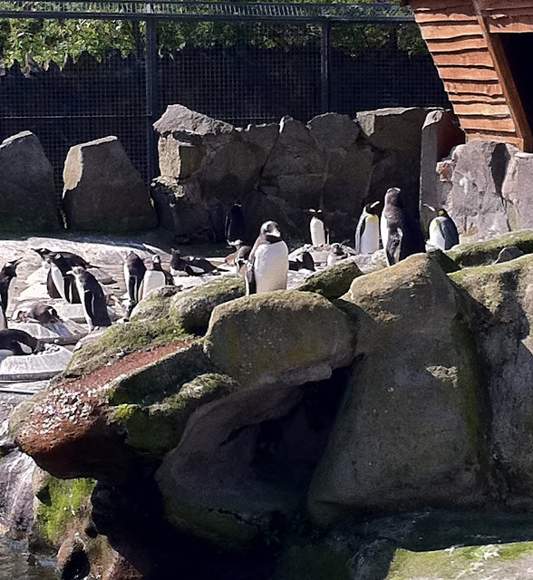 Edinburgh Zoo | A Little Further North