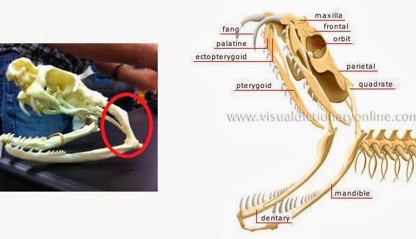 Biology of the Reptilia