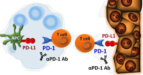 Skin Care: Gaston Naessens And His 714X: Is the Anti Cancer Drug ...