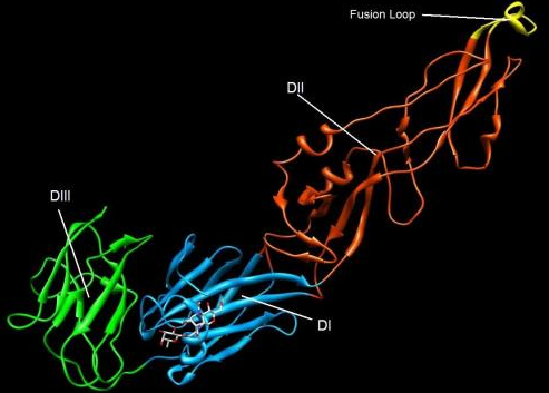 West Nile Virus: Viral Structure
