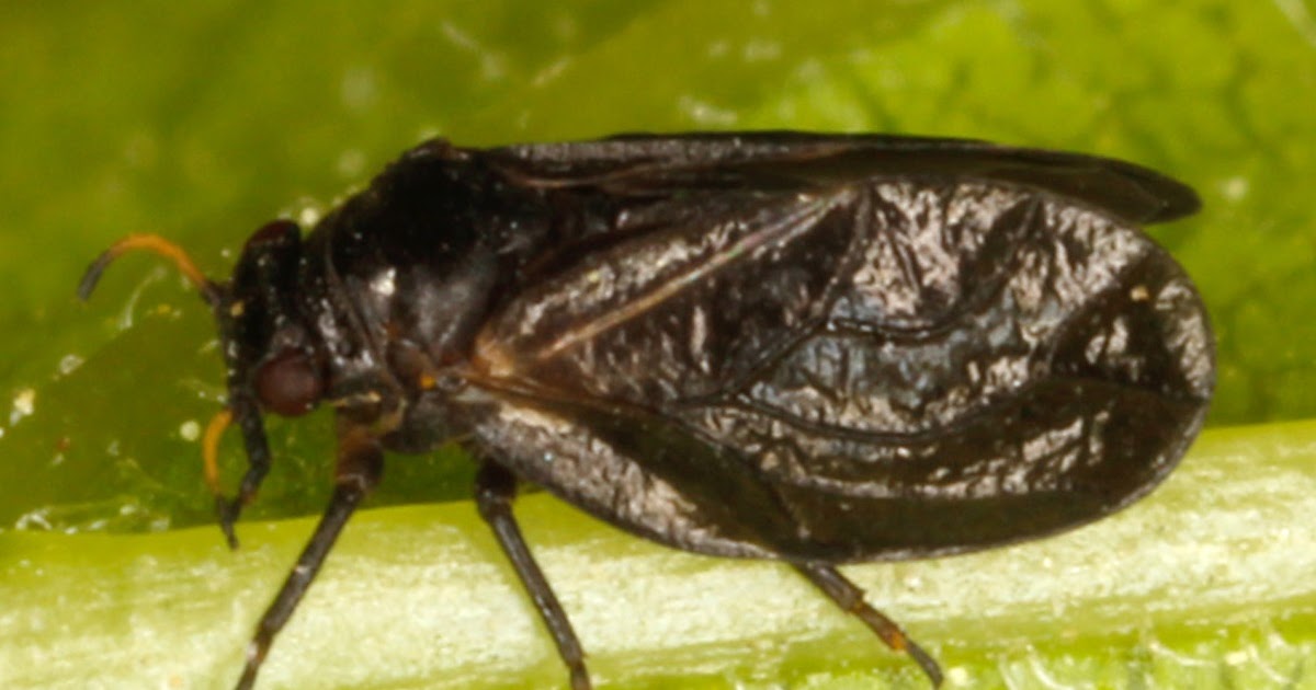 Species New to Science: [Entomology • 2018] Moriphila furva • A New ...