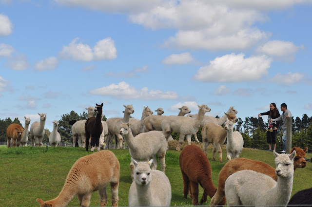 Dutchcorner: Visit to an Alpaca farm near Christchurch