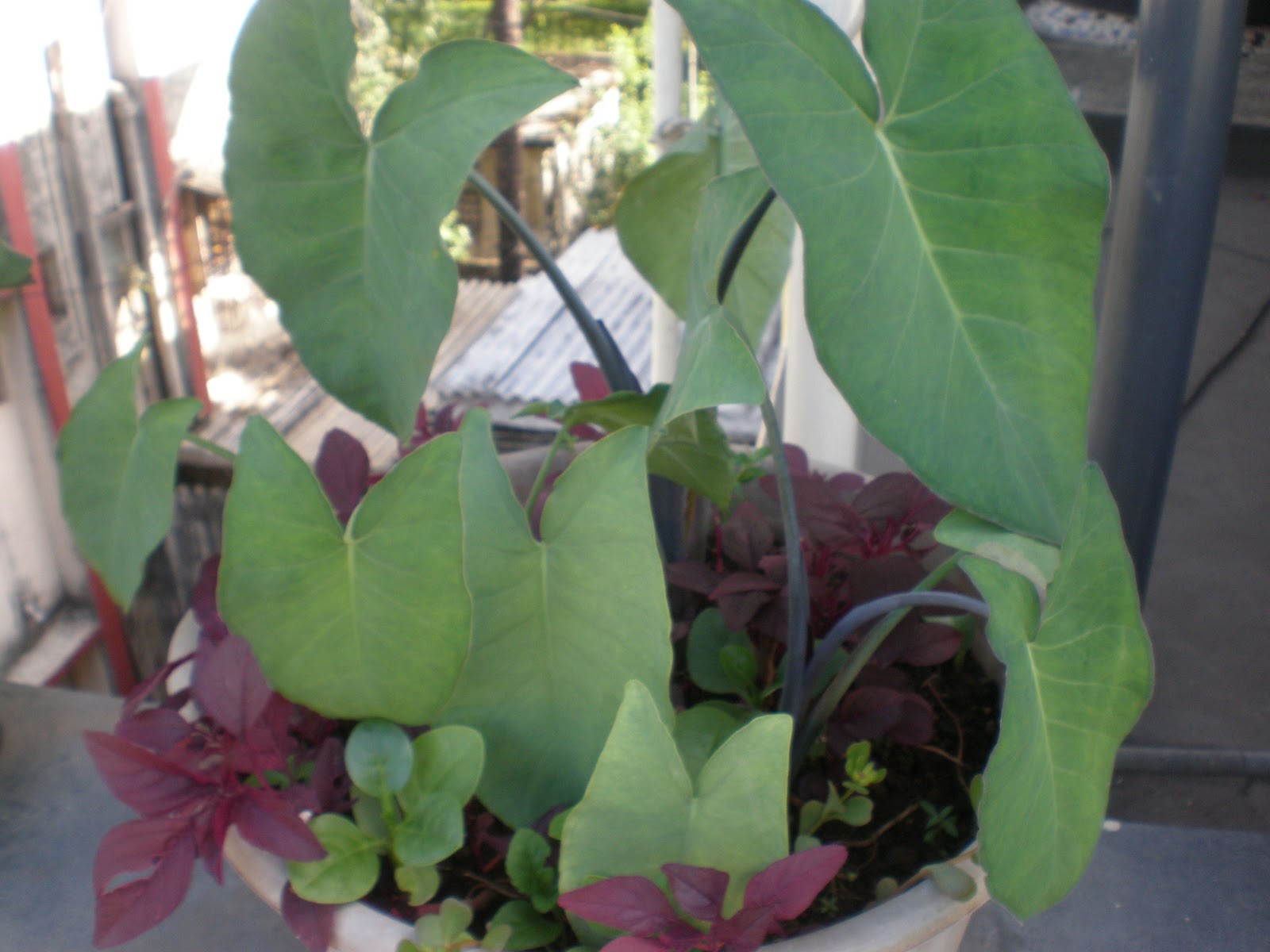 Chitra's Garden: June 2012