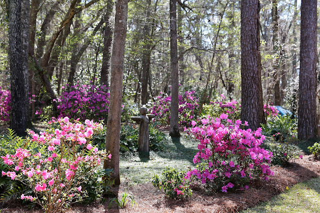 Sweet Southern Days: More Springtime Azaleas