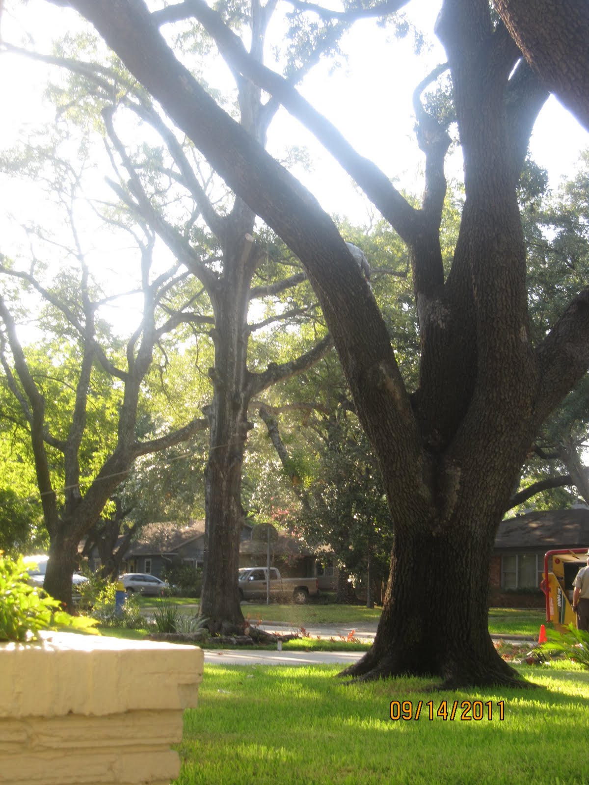 RAISING KANE: tree trimming