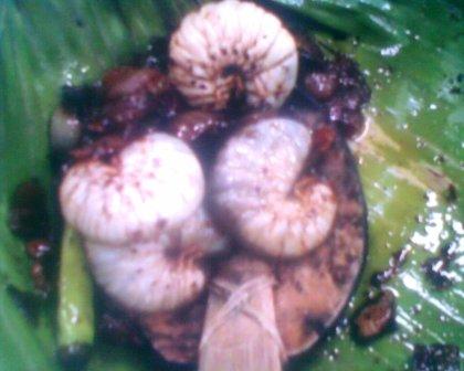 RIGHT FOR YOUR APPETITE