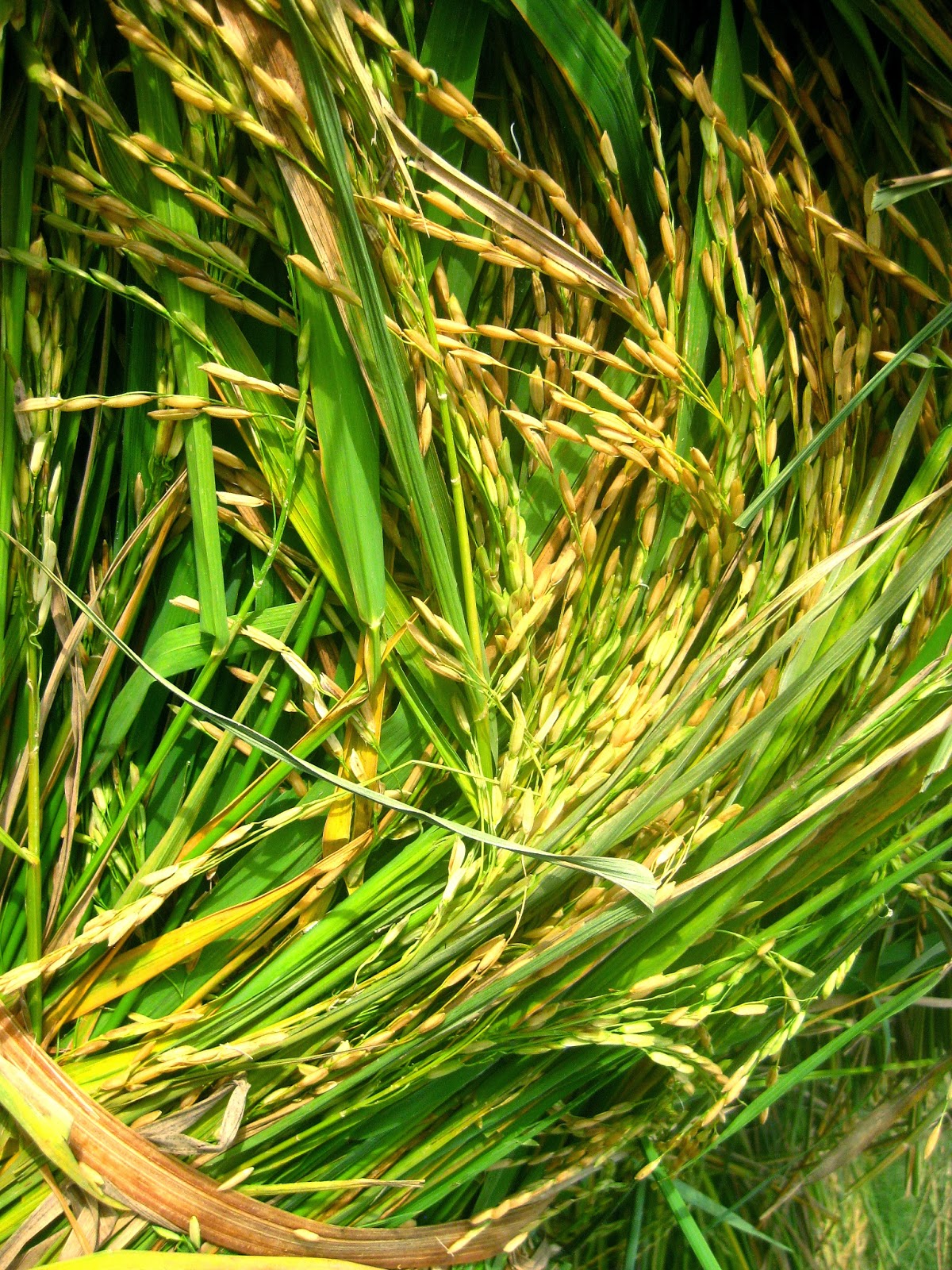 Travel Video: The Farm at San Antonio