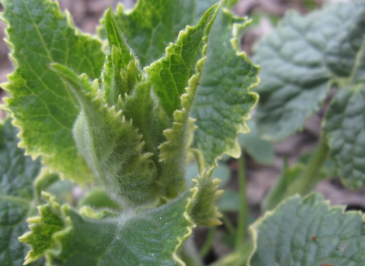 Arrowhead Alpines Blog: May Day