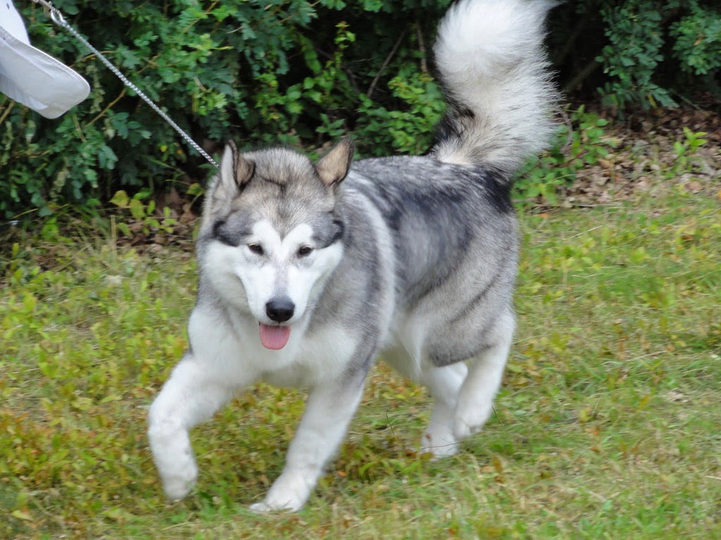 Rasy psów: Alaskan Malamute | Psia Rada: Encyklopedia o psach