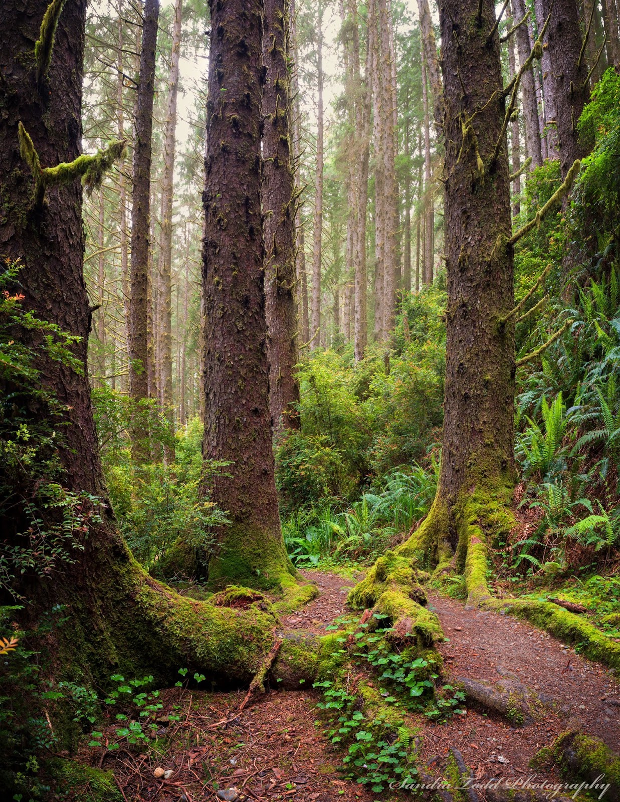 Sandra Todd Photography