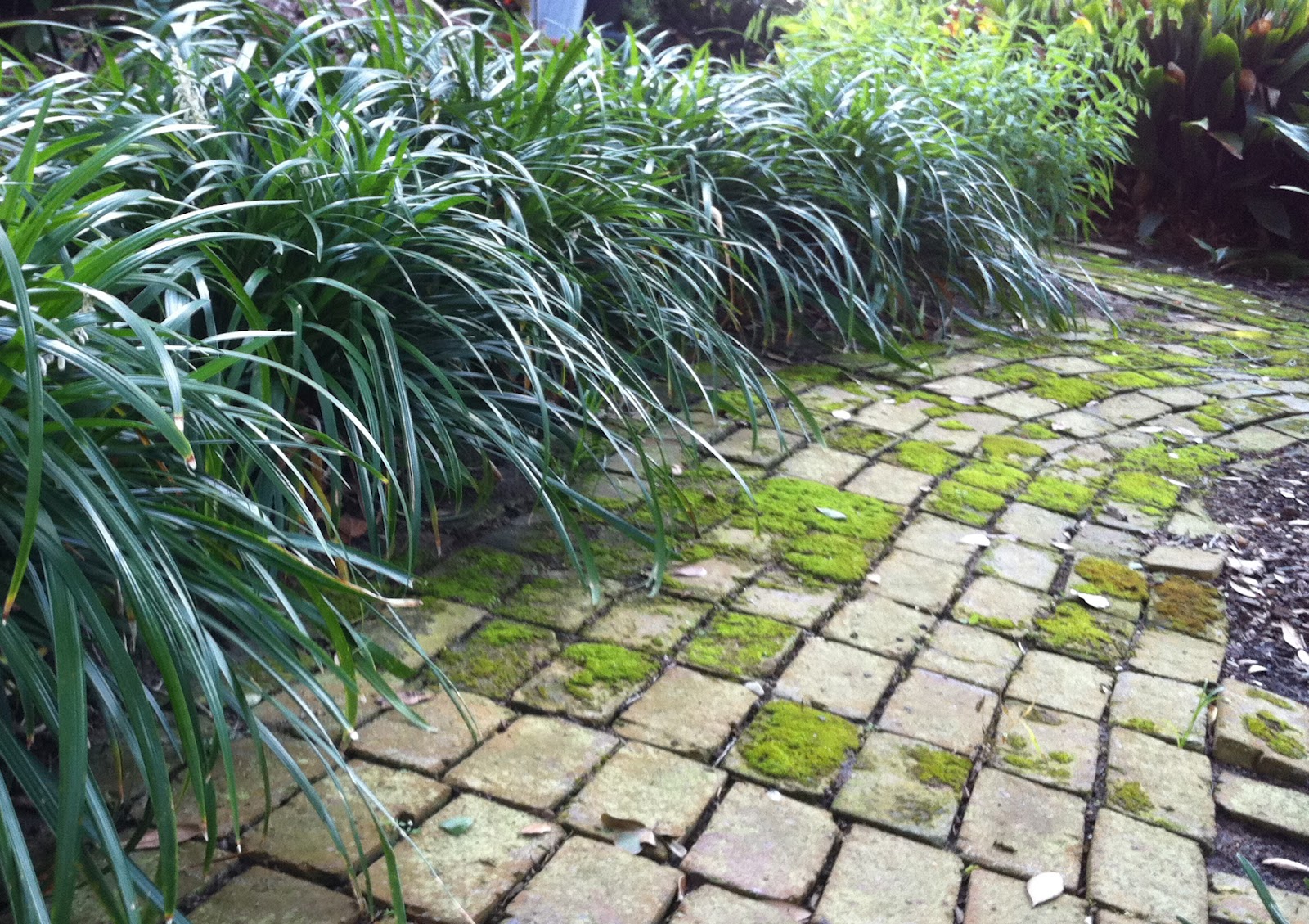 Plant Preview: Extremely Versatile Crystal Falls® Mondo Grass PP17430