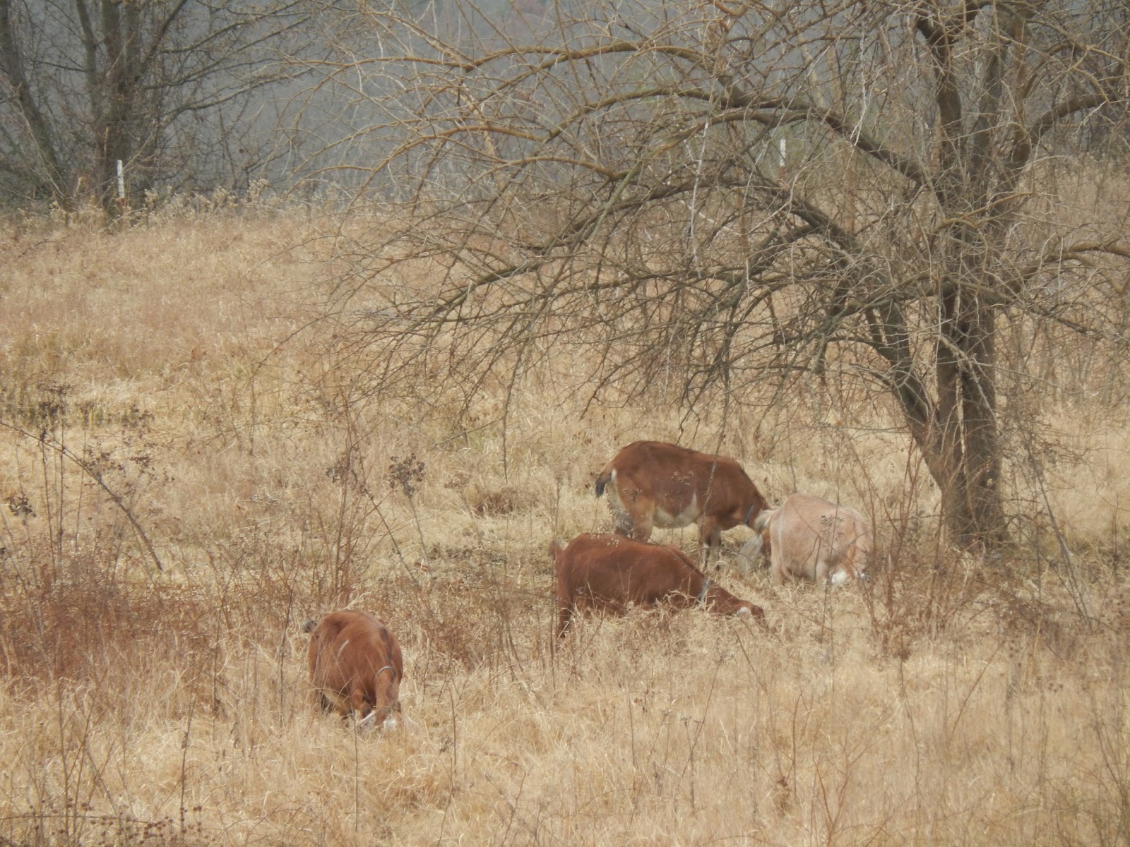 Thoughts from Frank and Fern: Ivory's Kids & More Goat Lore