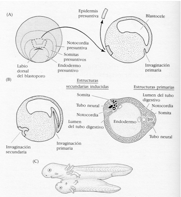 Embriología y biología humana