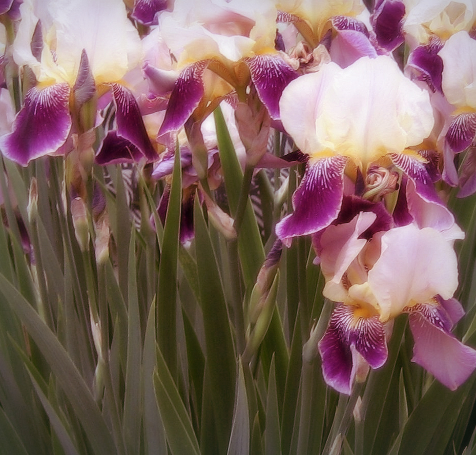 Allsparklesofnow: Irises