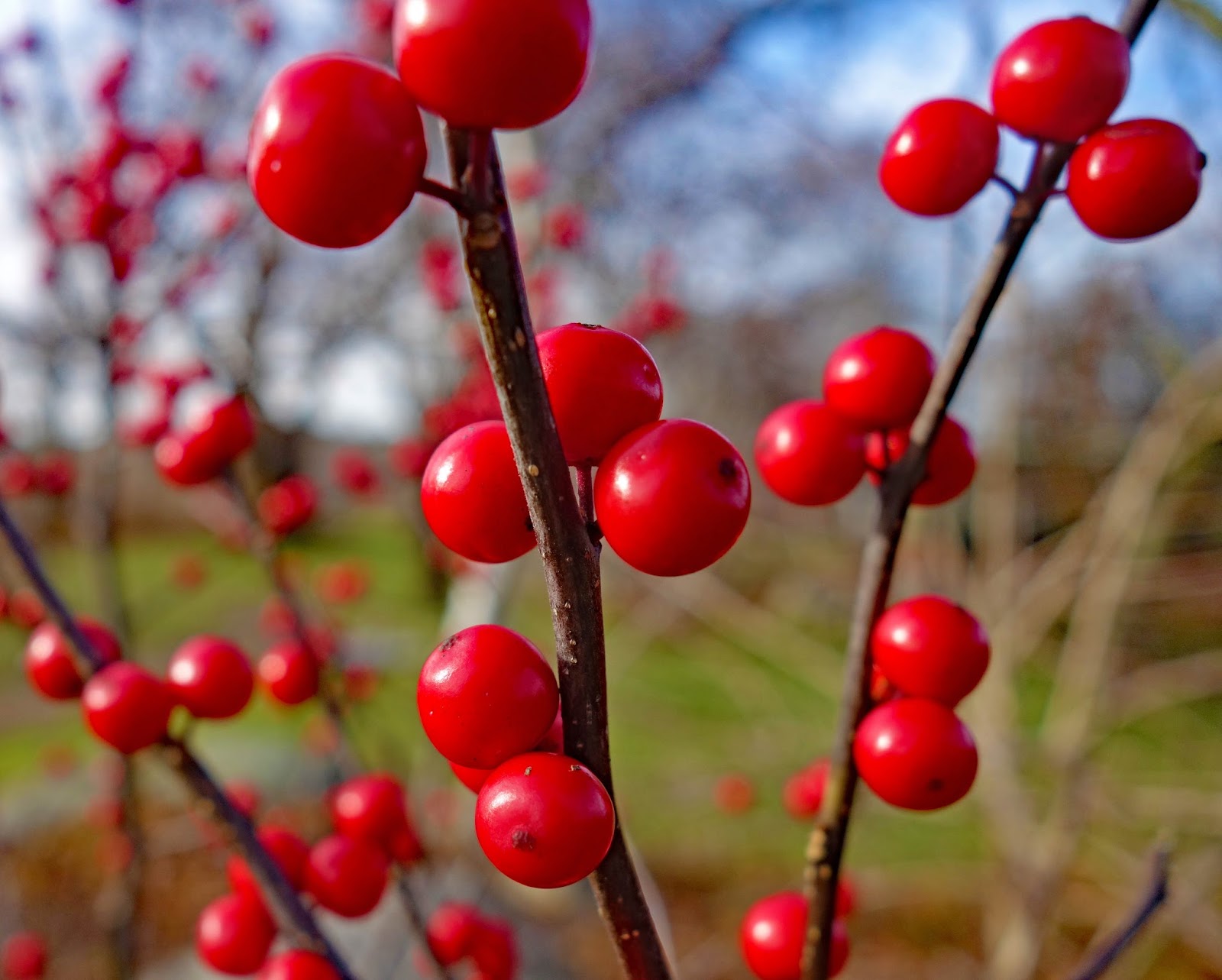 Joe's Retirement Blog: Seeing Red, Manomet, Plymouth, Massachusetts, USA