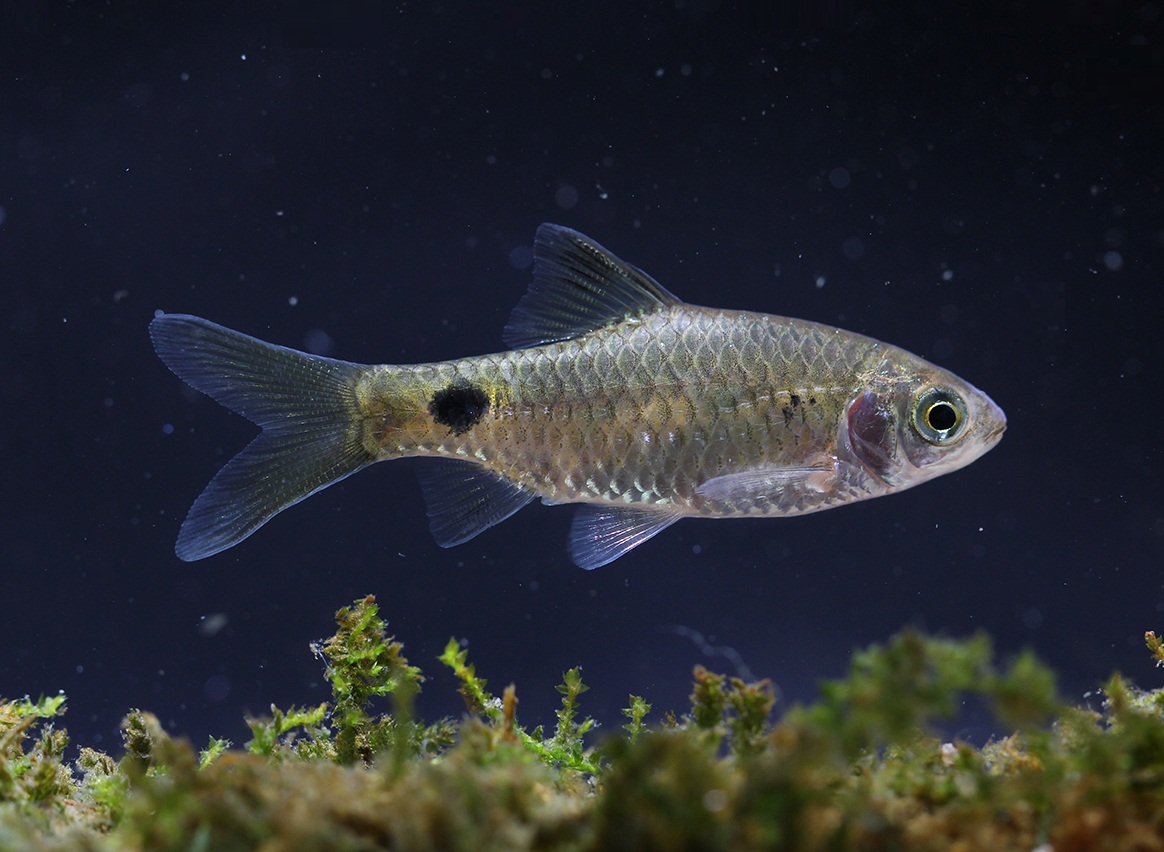 Species New to Science: [Ichthyology • 2016] Pethia sanjaymoluri • A ...