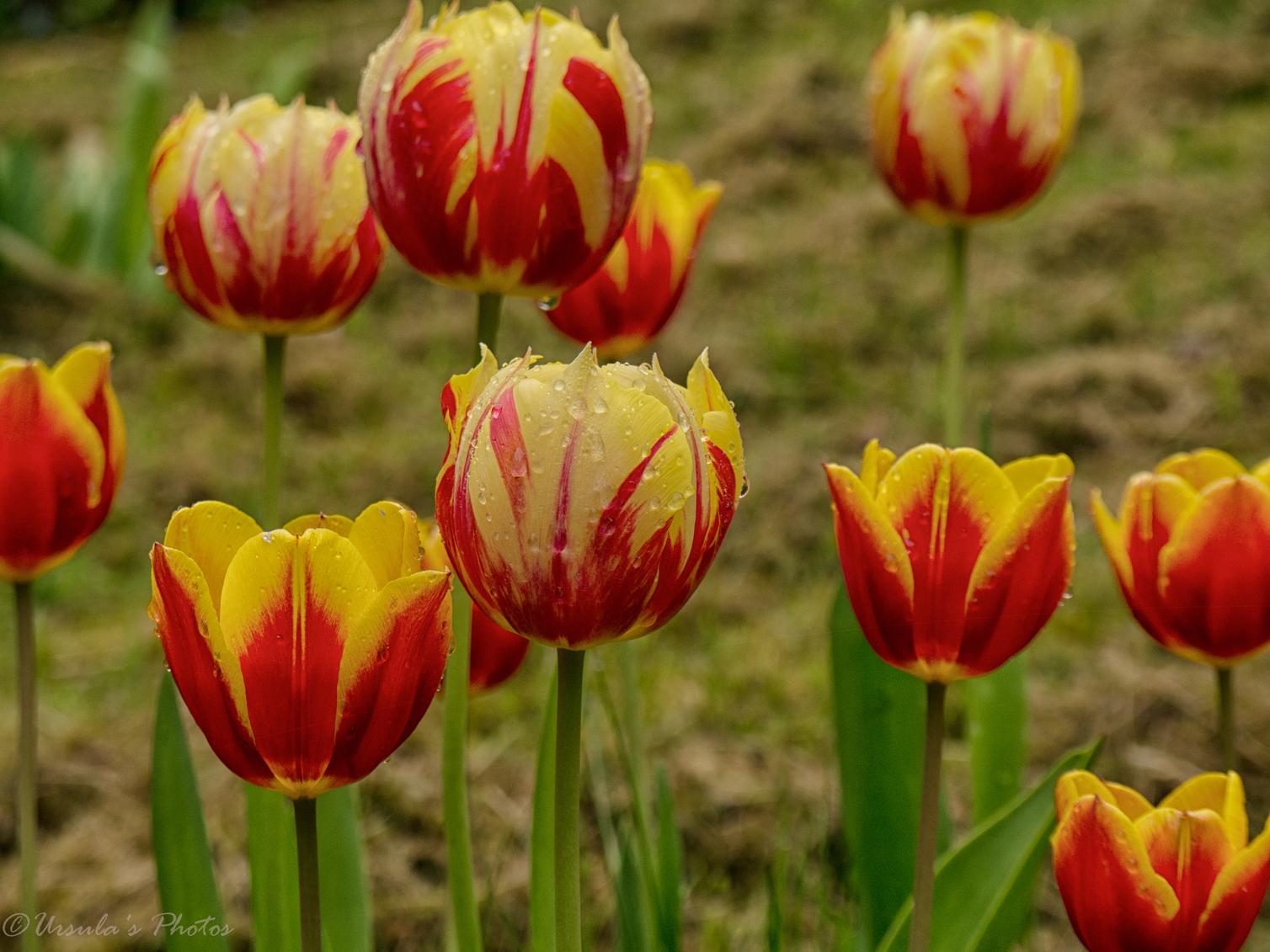 Garten Bilder: Die Tulpen