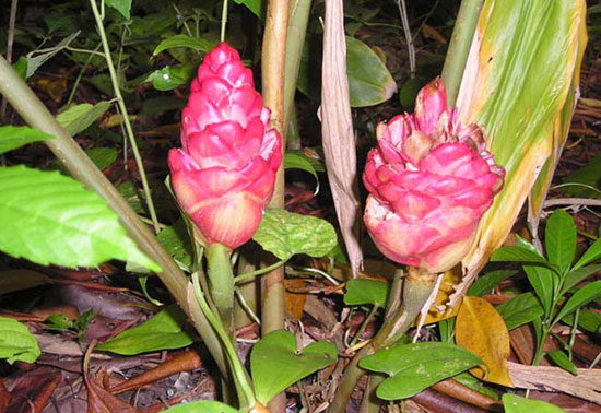 Plant family Zingiberaceae