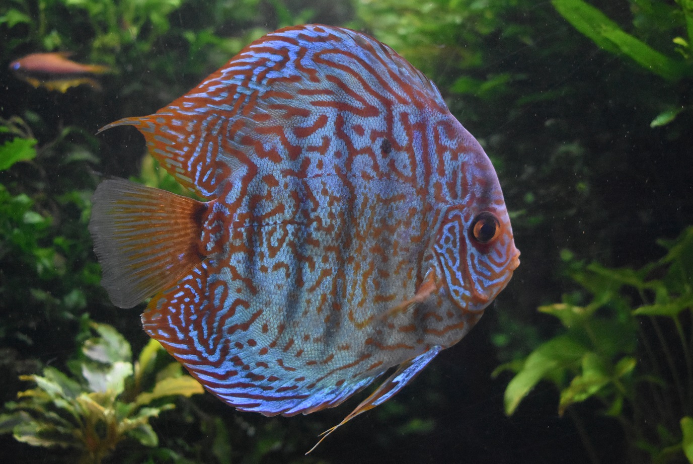 ZOOTOGRAFIANDO (5.836 ANIMALS): PEZ DISCO AZUL / BLUE DISCUS ...