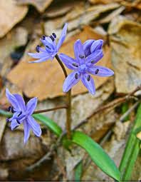 Zumbul šumski plavi