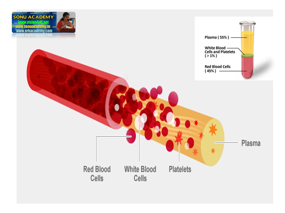 SONU ACADEMY: CONNECTIVE TISSUE-TEXT