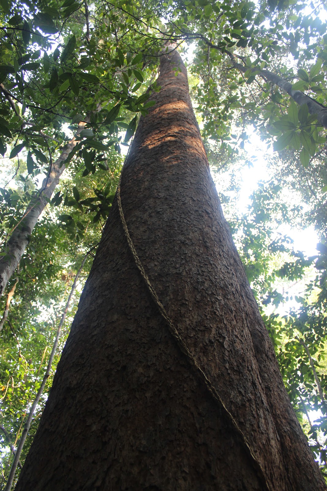 Rants and praises? C'est la vie!: EcoCare Goes into the Jungle!