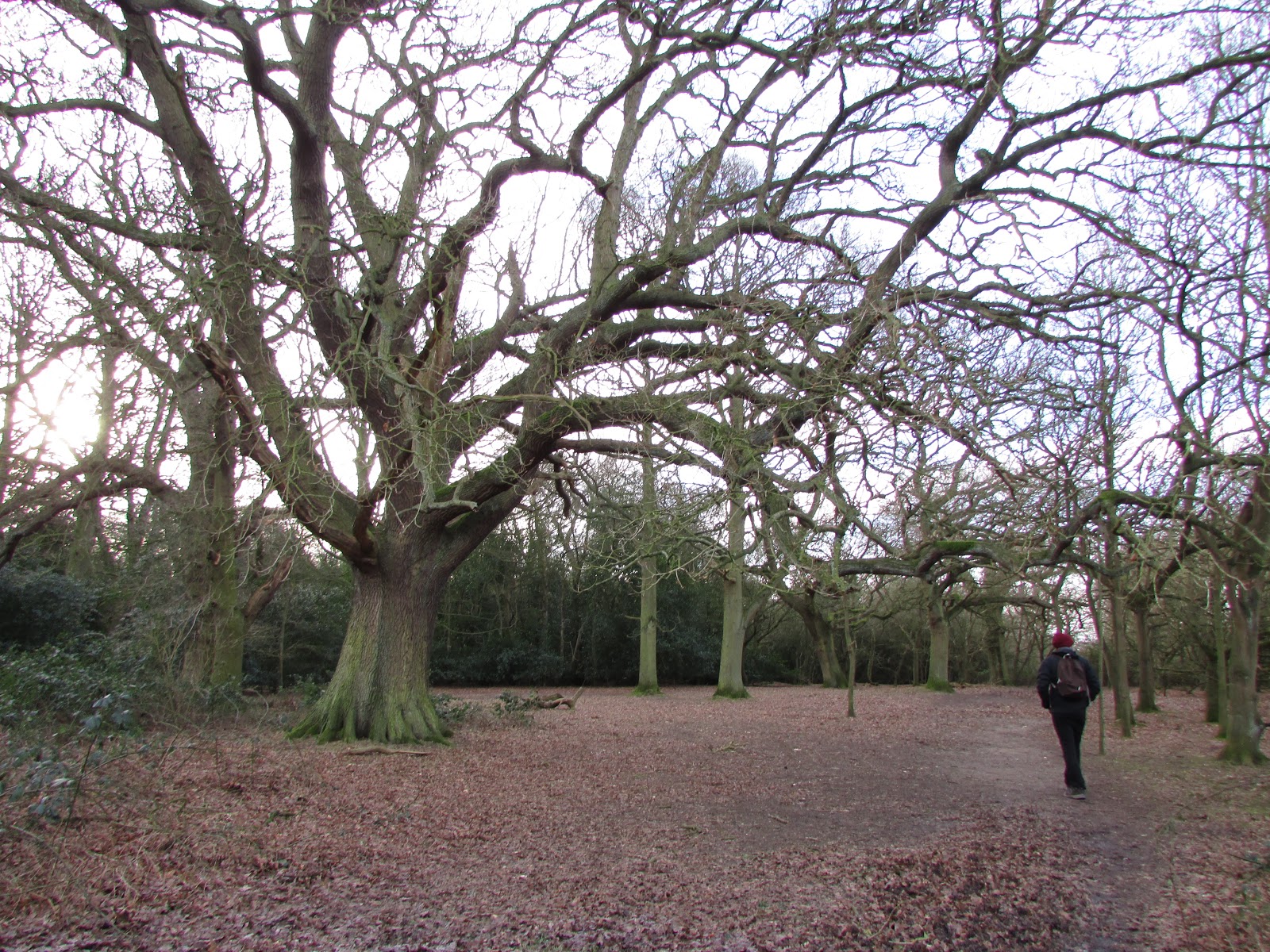 Wild at Hull: Frosty Burton Bushes and Beverley Westwood