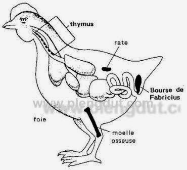 Sistem Kekebalan Tubuh Pada Unggas