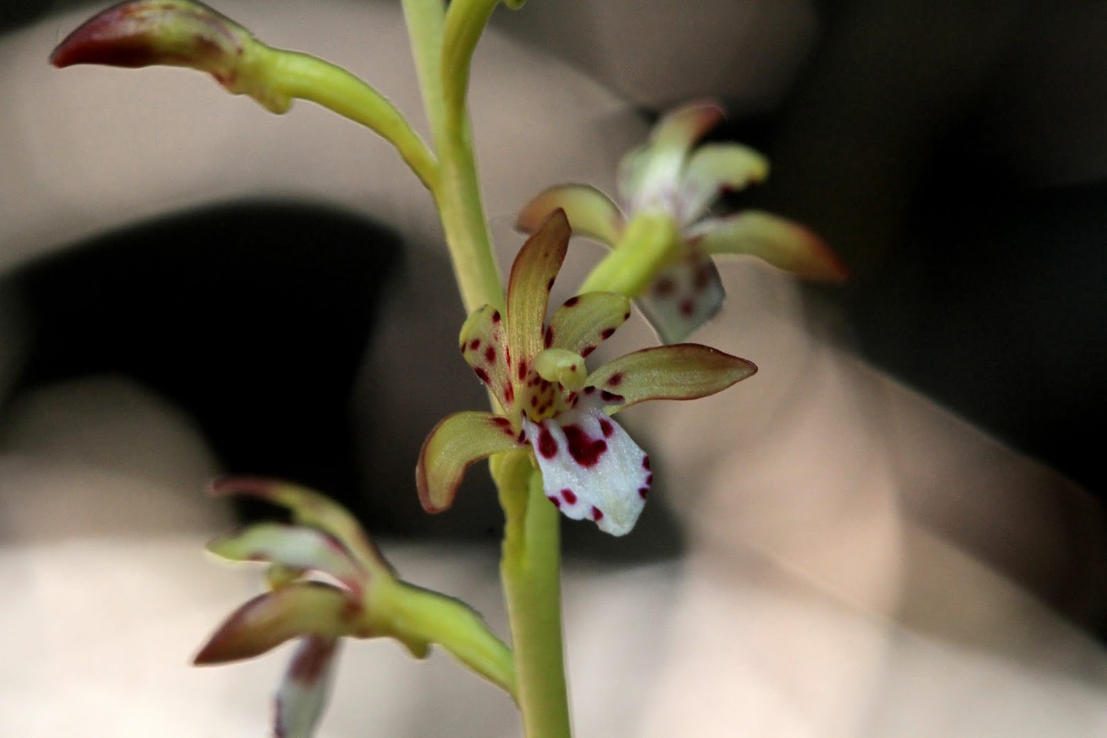 Native Orchids of the Pacific Northwest and the Canadian Rockies (and ...