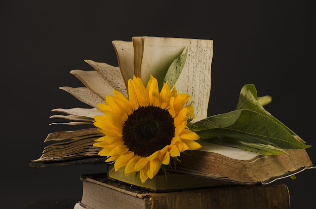 AUTENS DIRECT: The flower language and meaning of sunflower. Who is it for?
